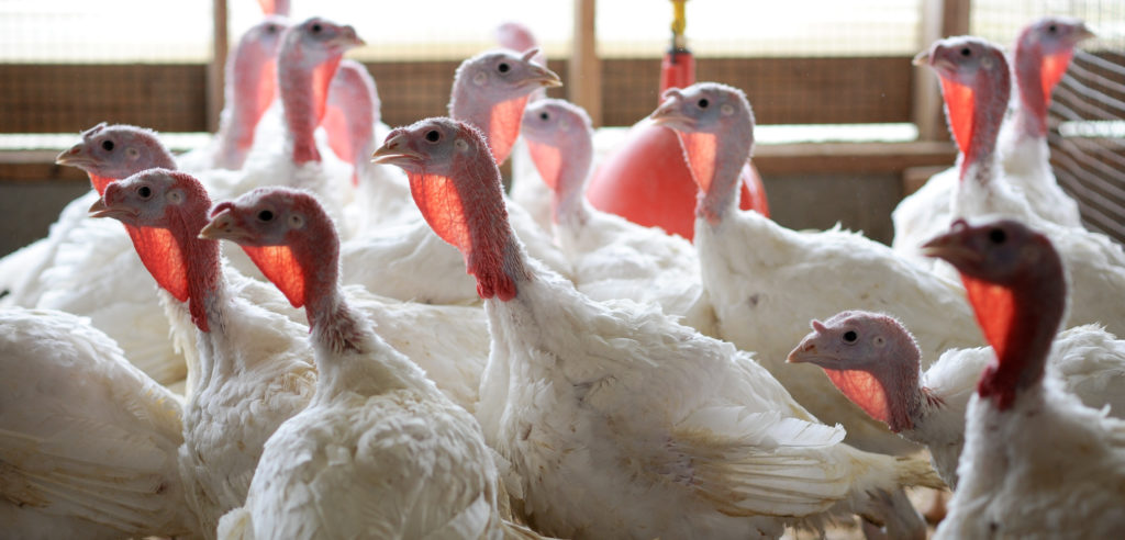 2018 Youth Market Turkey Show | NC State Extension